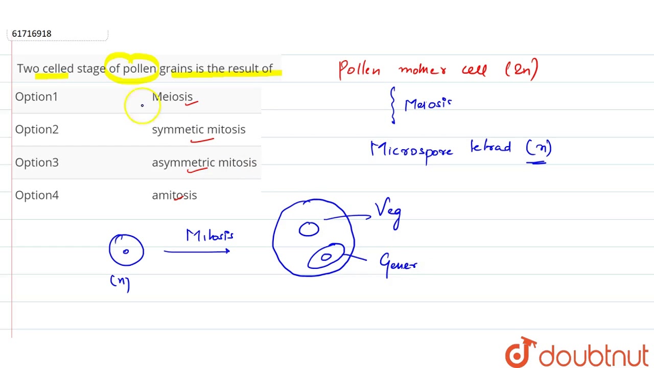 Two celled stage of pollen grains is the result of - YouTube