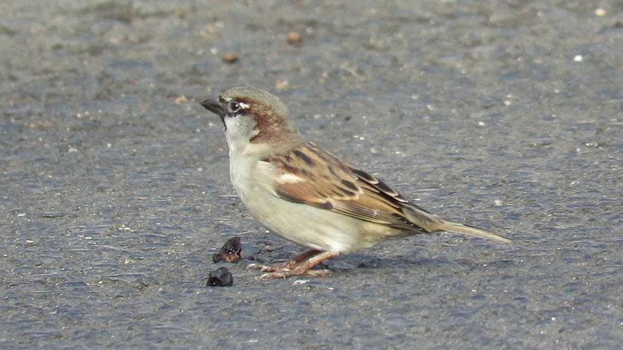 O Pardal-de-telhado / House Sparrow (Passer domesticus) na Avenida ...