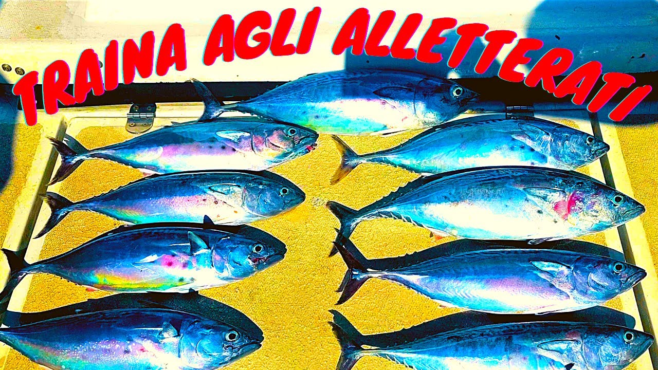 Tonni ALLETTERATI 20 STRIKE in 4 ore a TRAINA COSTIERA !!! - YouTube