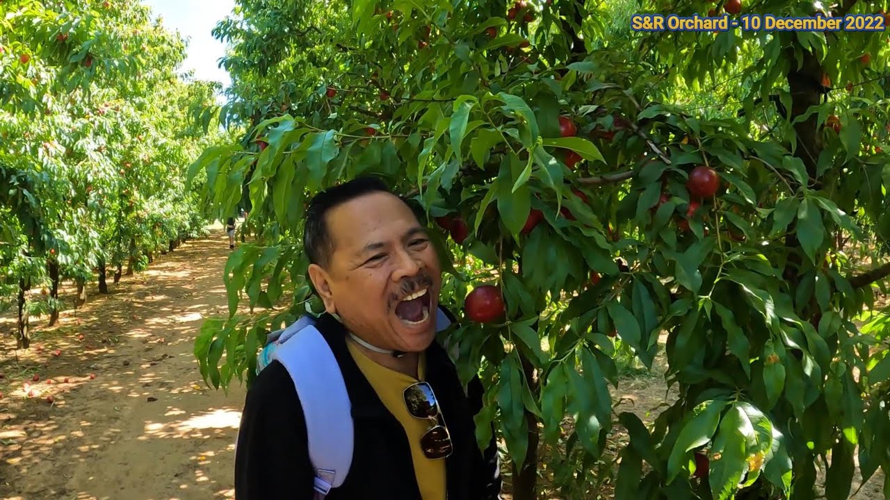 S&R Orchard 10 December 2022 - YouTube