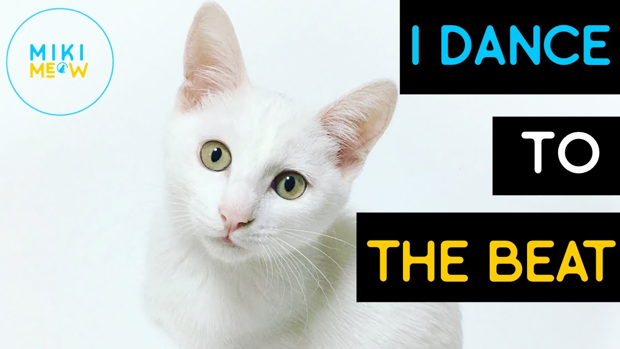 CAT moving to the BEAT - YouTube