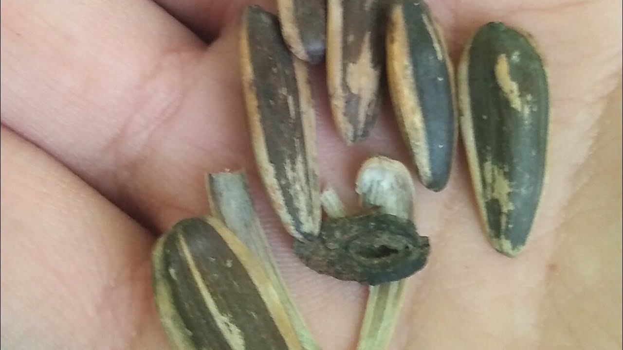 How to eat semechki | Семечки (sun flower seeds) - YouTube