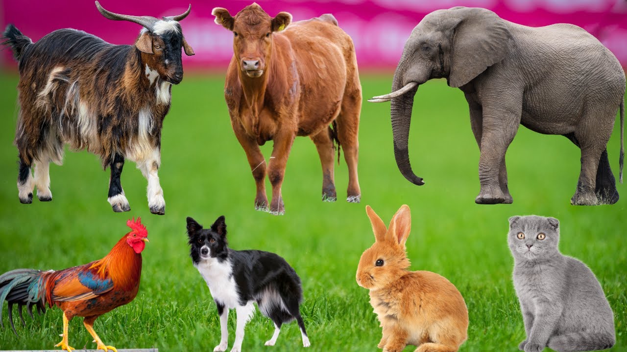 Farm Animal Food: Cow, Sheep, Horse, Tiger, Cat, Dog, Pig, Monkey ...
