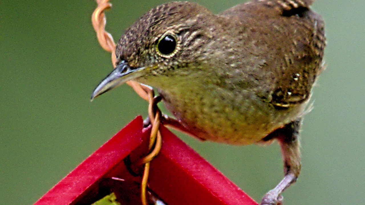 This Place is For the Birds by Joyce (Joy) M. Kiser - YouTube