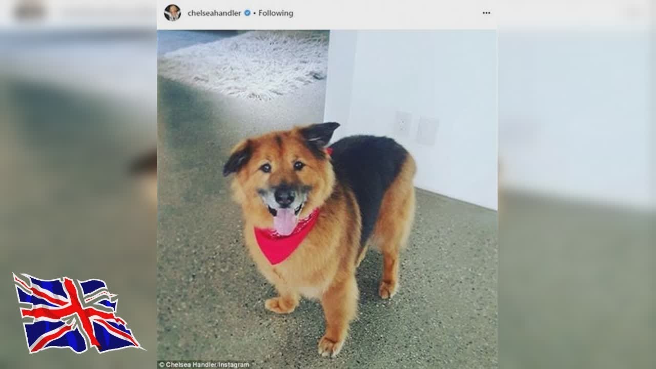 Chelsea Handler shares memorial to her dog Chunk after pets death Its a ...