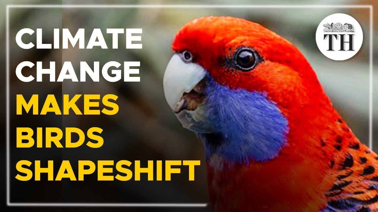 Birds and animals are shapeshifting due to climate change - YouTube