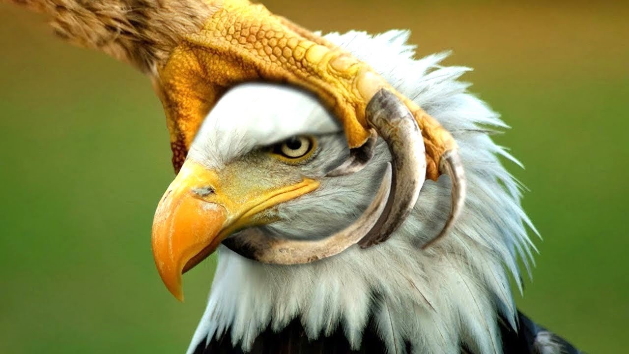 Even Eagles Are Afraid of This Deadly Bird - YouTube