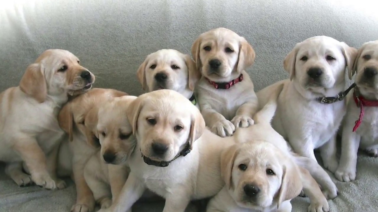 Who Let the Puppies Out?! - YouTube