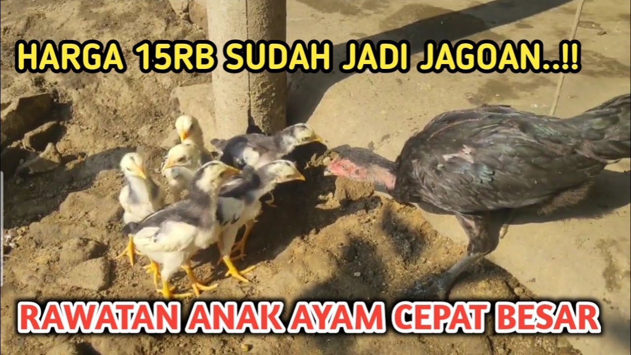 SPIL ANAK AYAM BANGKOK SILANG KAMPUNG HARGA 15K - YouTube