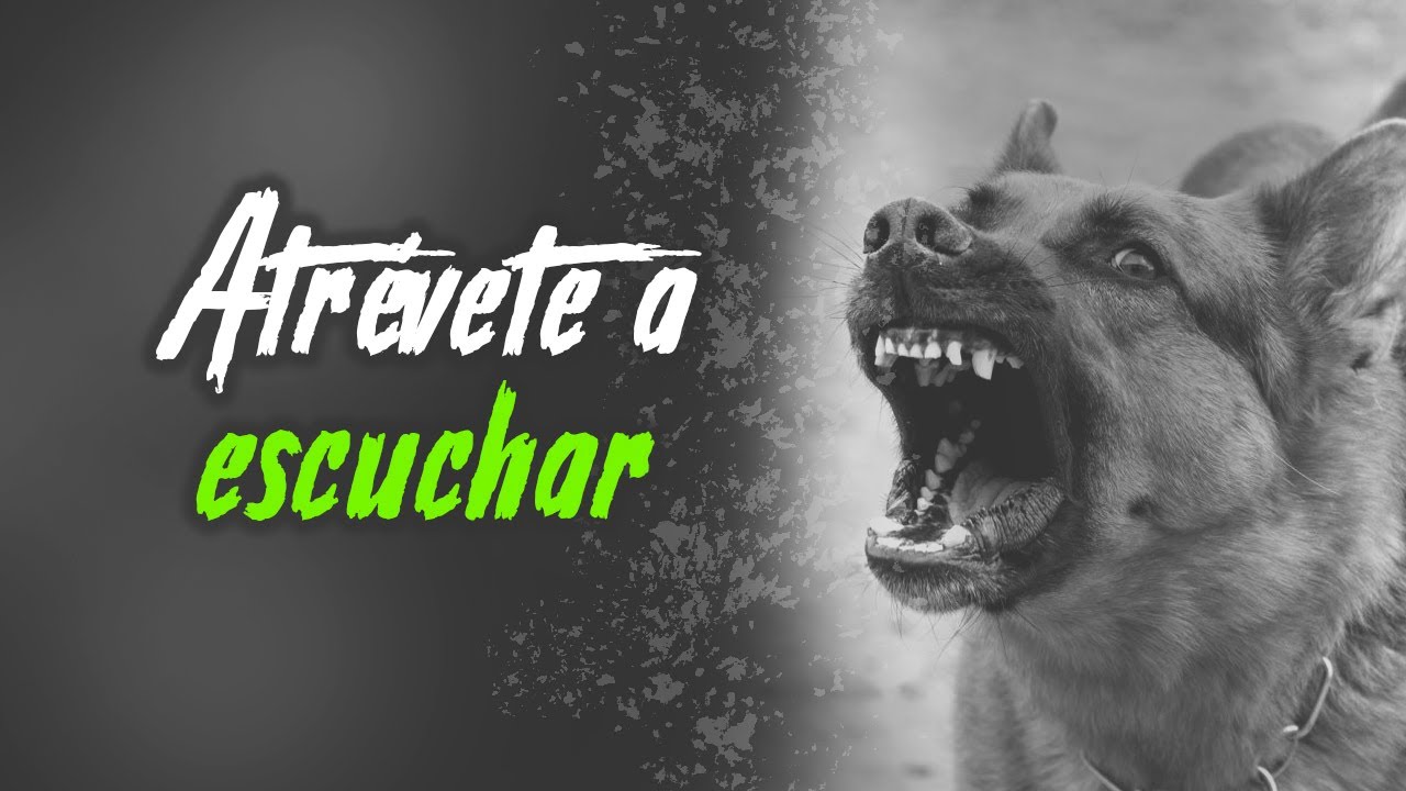 HISTORIAS PARANORMALES DE ANIMALES | Gritos en la noche - YouTube