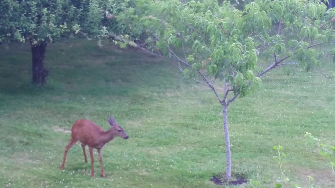 Helper Deer harvesting peaches - YouTube