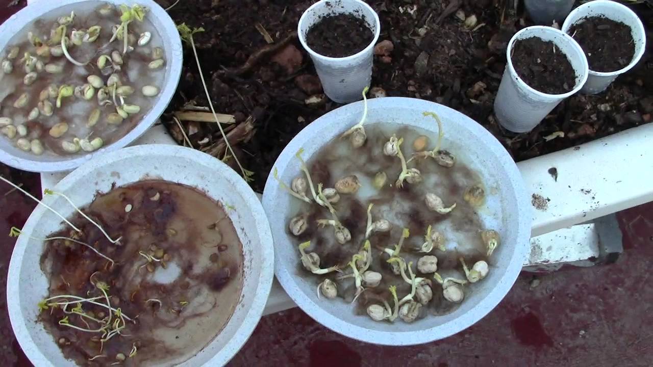 Cómo germinar garbanzos, lentejas y judías - Manual del cultivo ...