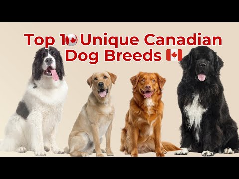 Dog Breeds From Canada
