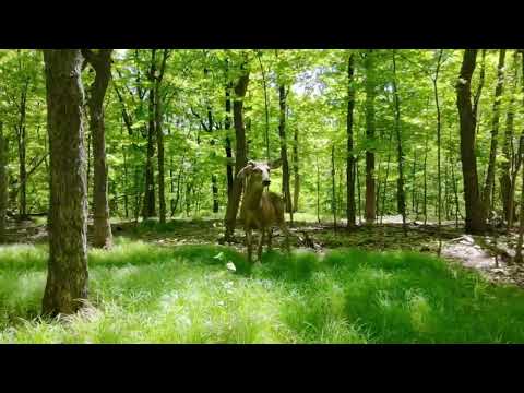 White-Tailed Deer in the Wild | DJI Neo