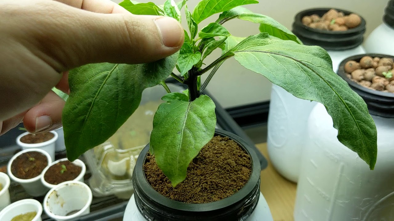How To Trim Hydroponic Pepper Plant To Grow Bigger! - YouTube