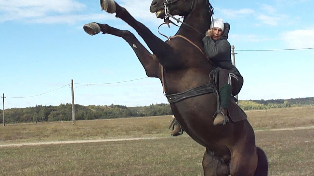 Fast and furious stallion - YouTube