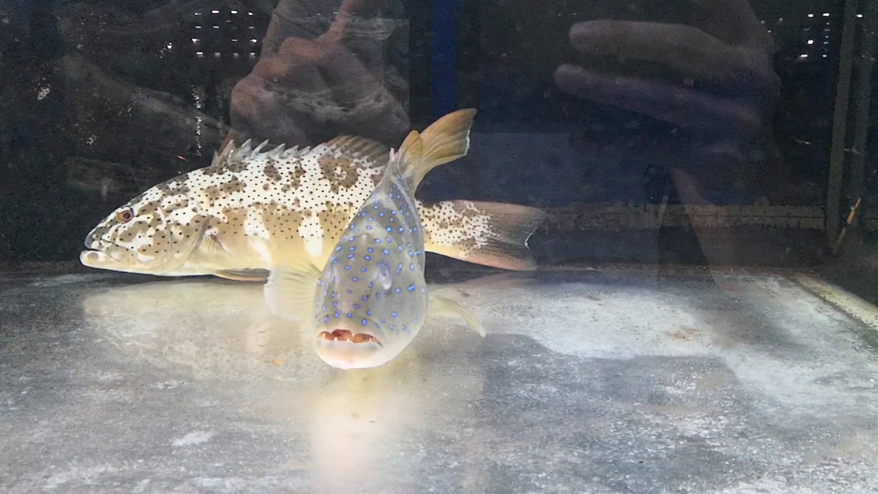 Red Coral Trout - YouTube