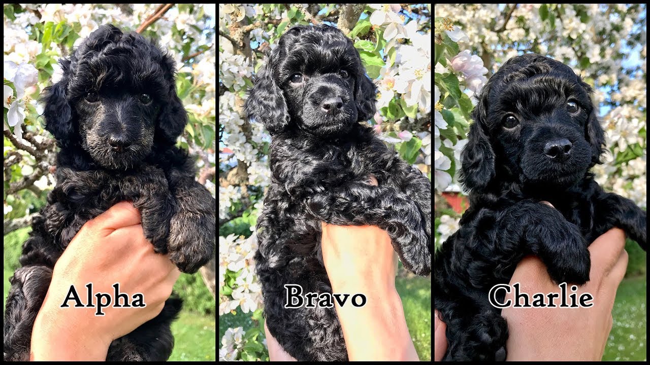 Our beautiful dwarf poodle puppies - YouTube