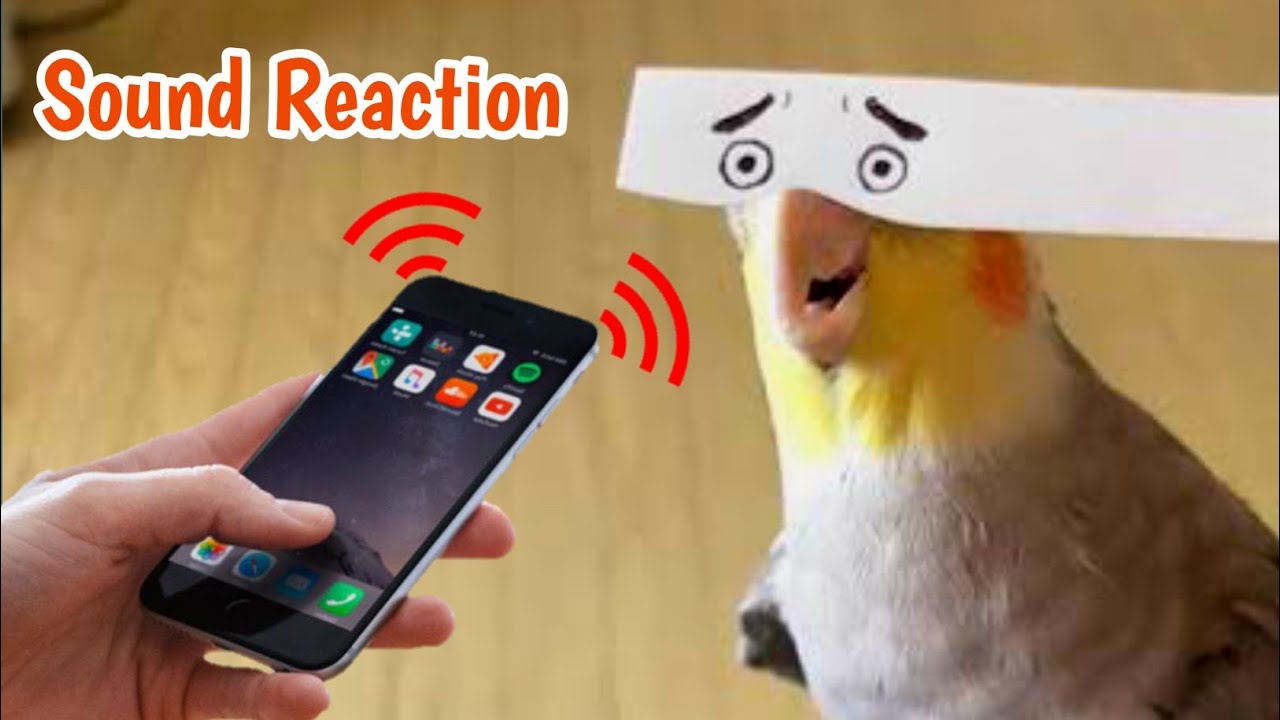Cockatiel Bird Sound Reaction | Cockatiel Video in Malayalam | MY PET ...