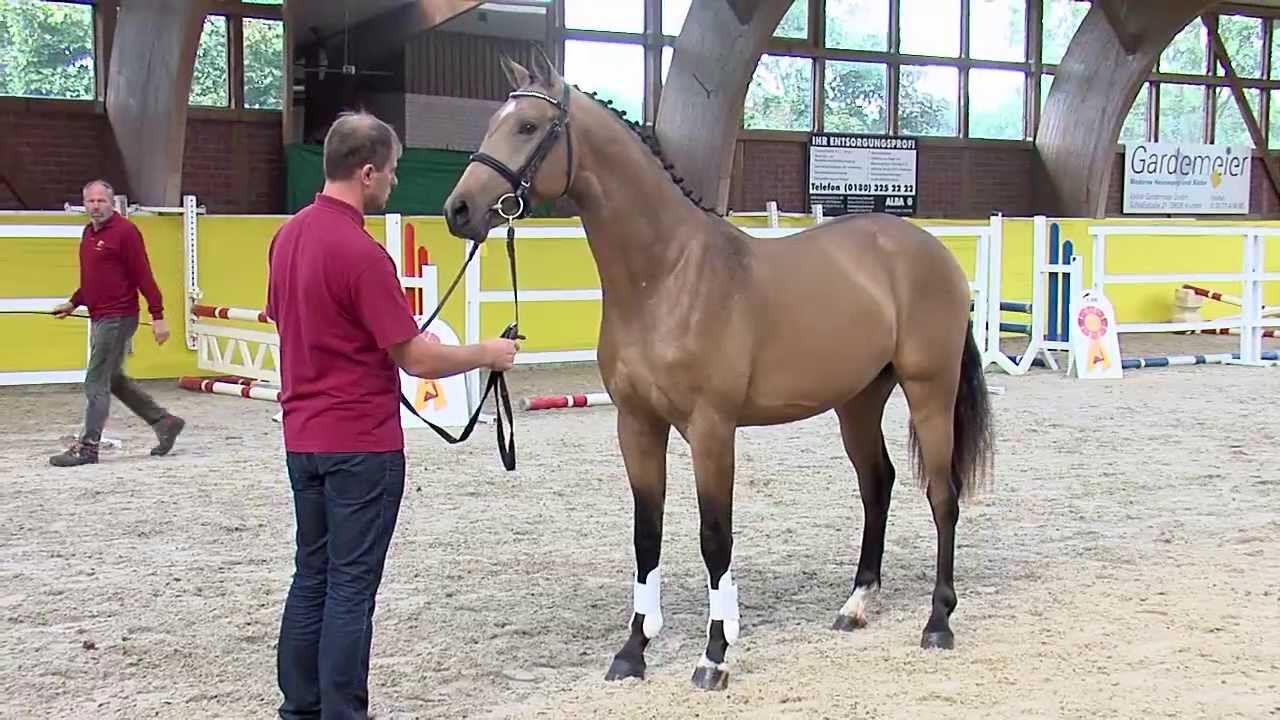 54. JH v. Champion De Cord - Goldwing (Körkollektion SDB 2013) - YouTube