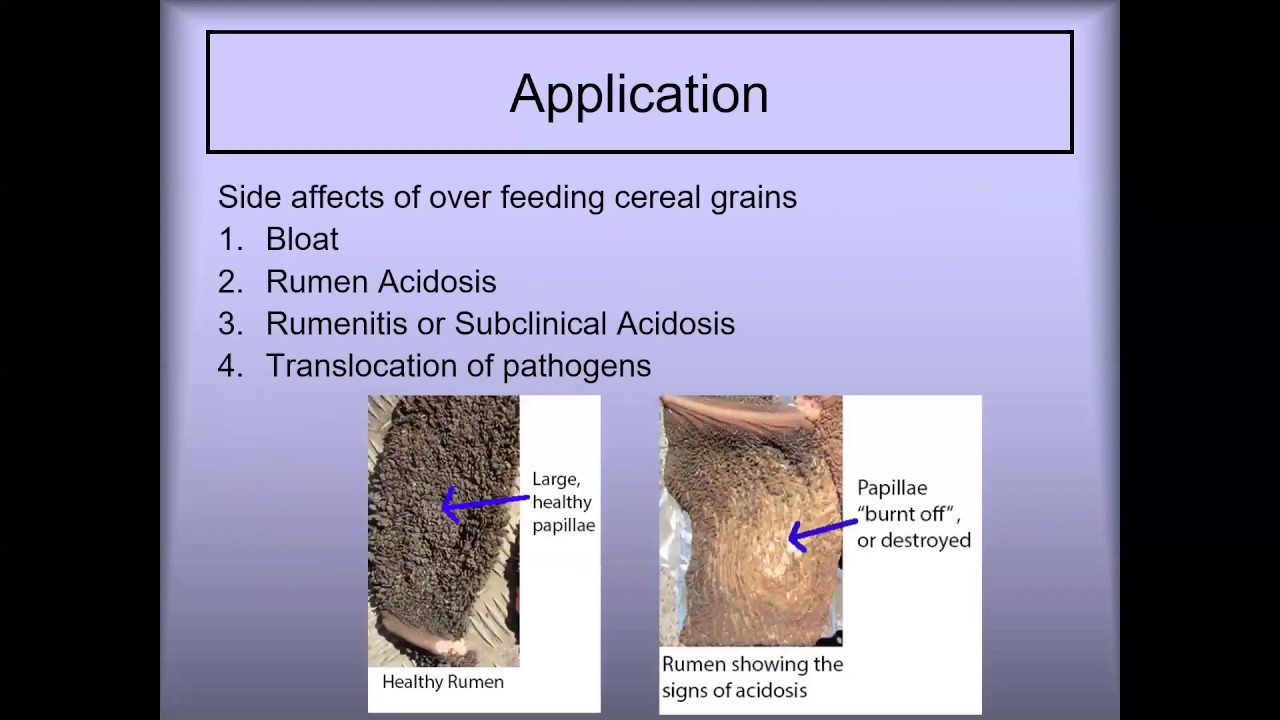 Sheep Reproduction 101 - YouTube