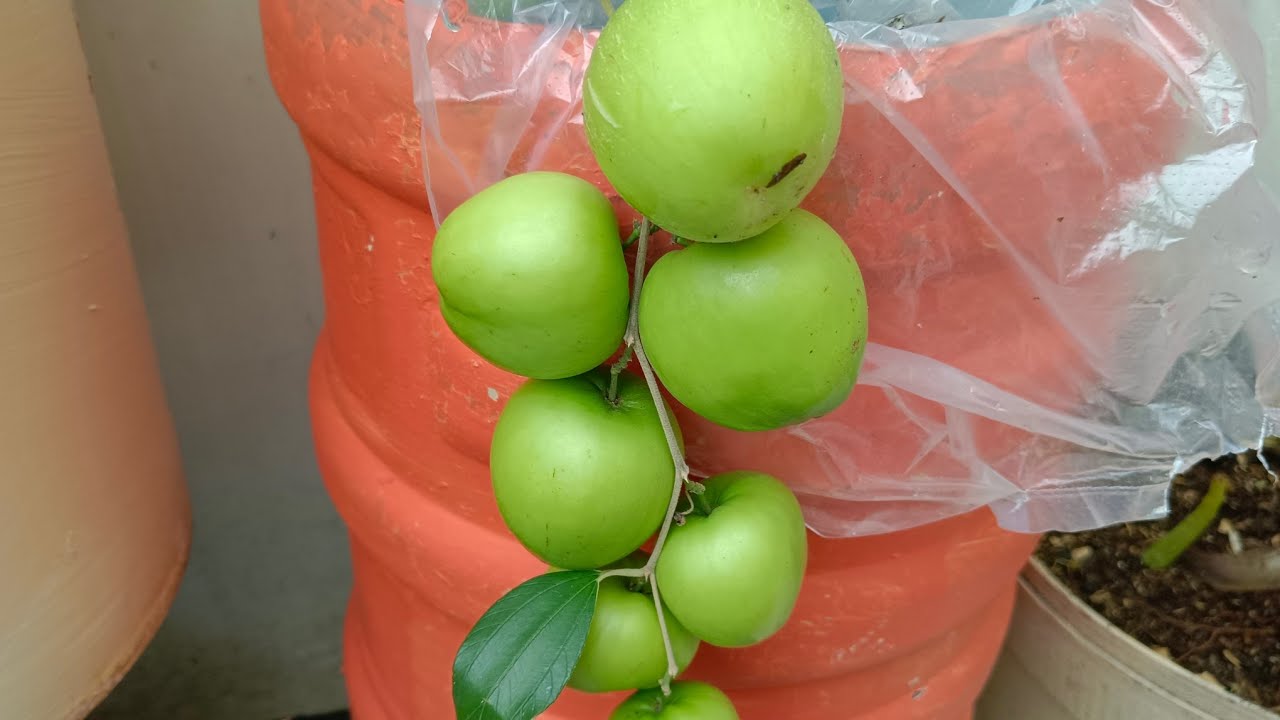 PANEN APEL TANPA KENAL MUSIM, UNTUK TABULAMPOT MINIM RAWATAN, PANEN ...