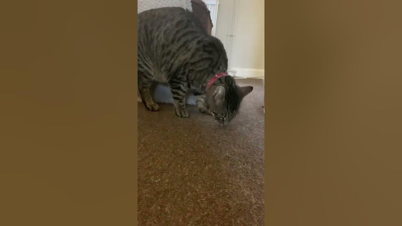 My Bengal Coco Enjoys Catnip #bengalcat #cats #shorts - YouTube