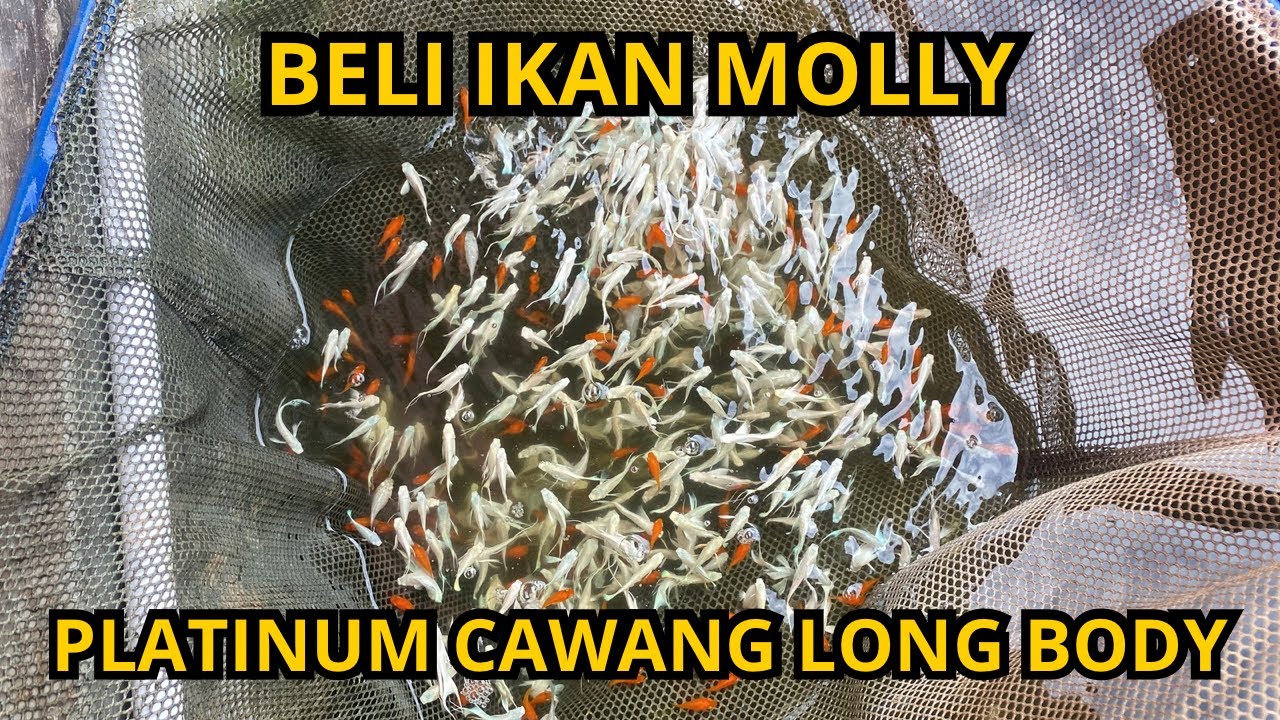 BELI DAN SORTIR IKAN MOLLY PLATINUM CAWANG LONG BODY - YouTube