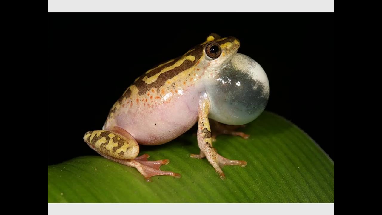 Painted Reed Frog - YouTube