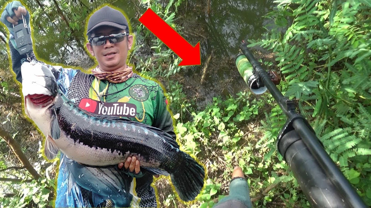 Paser Ikan Tomang | Ternyata Ikan Toman Besar Bersembunyi Semak berduri ...