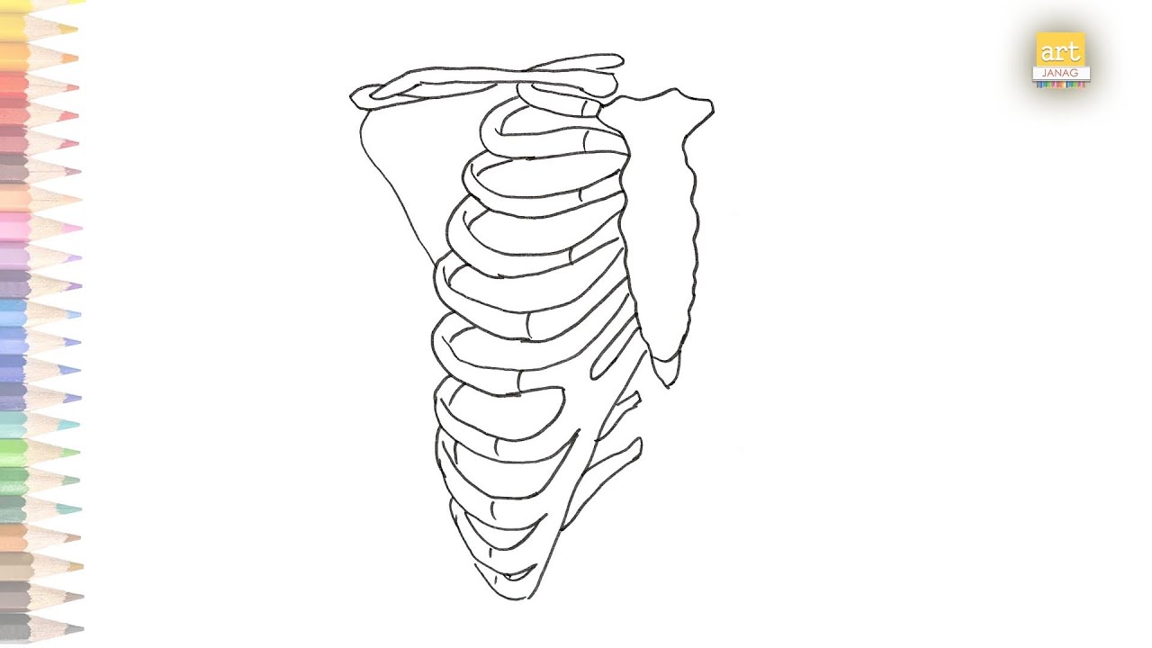Human right side Rib anatomy diagram | How to draw Rib case easily ...