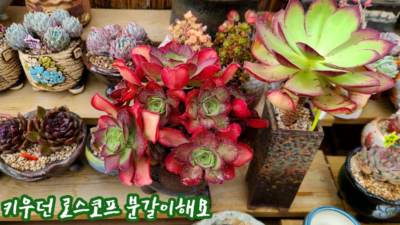 작은 로제트로 시작해서 이렇게 멋진 군생이 된 다육이 환상적 색감 로스코프 2년만에 분갈이해요 Youtube