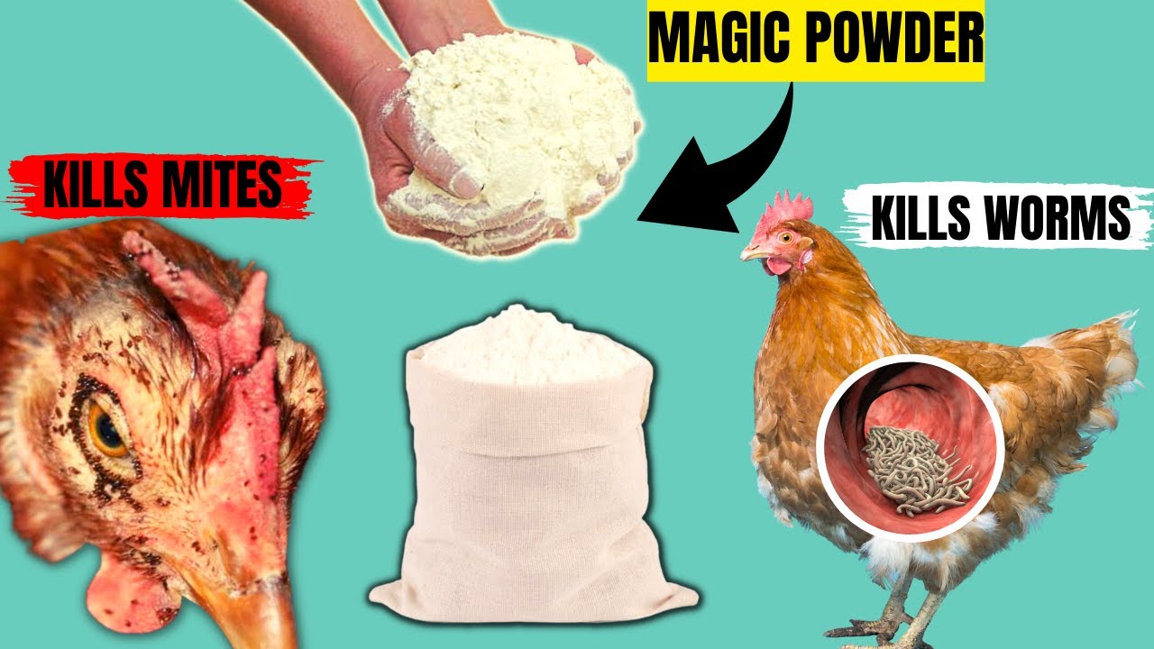 ELIMINATE ALL WORMS & PESTS [Mites + Lice + Fleas] In 14 Days Using ...