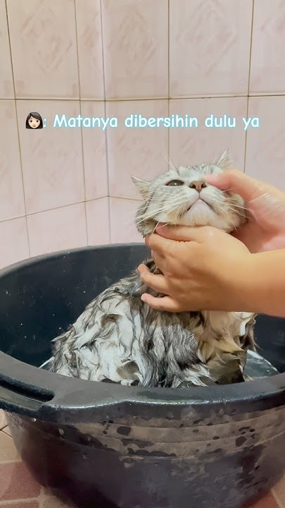 Mandi dulu #cats #kucing #catlover #cat #cutecat #catvideos #catlovers #kucinglucu #funnycat ...