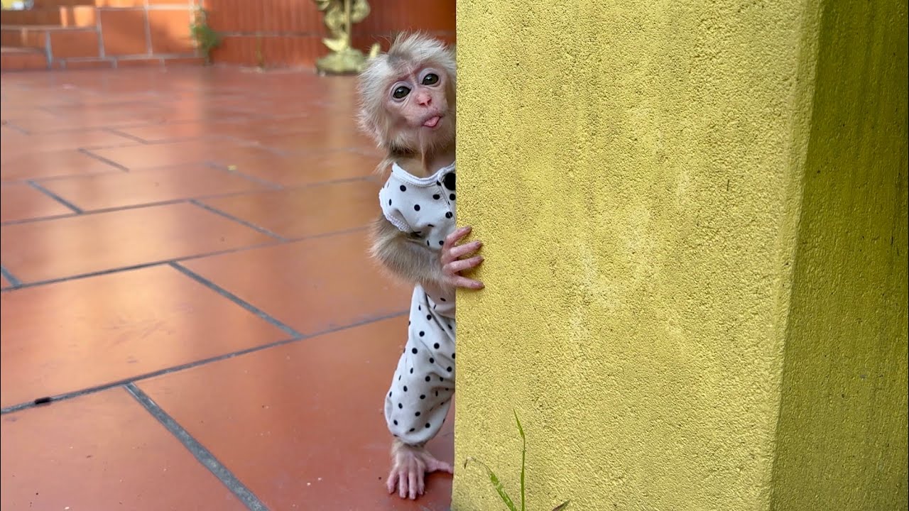 Monkey Abi sneaked back home after hiding from mom to go out - YouTube