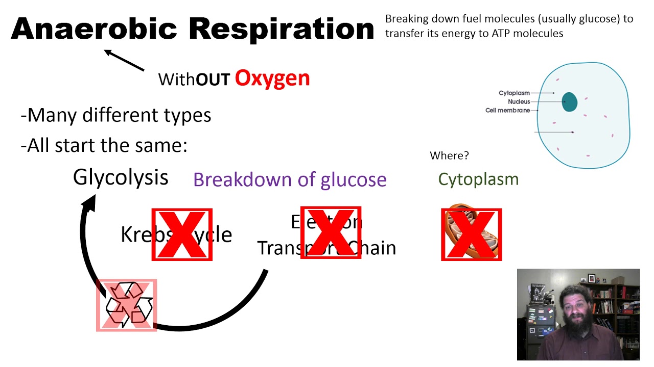 Anaerobic and Aerobic Cellular Respiration - YouTube