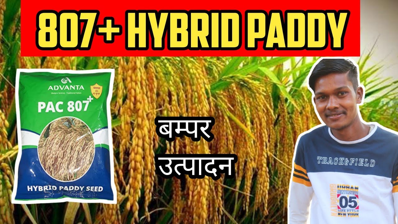 advanta 807+ paddy| advanta 807+dhan| 807+ dhan| advanta pac 807 ...