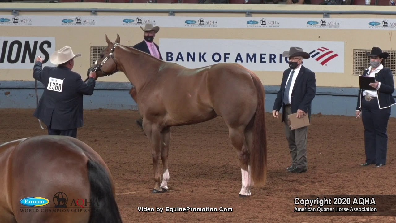 2020 AQHA 2 Year Old Geldings - YouTube