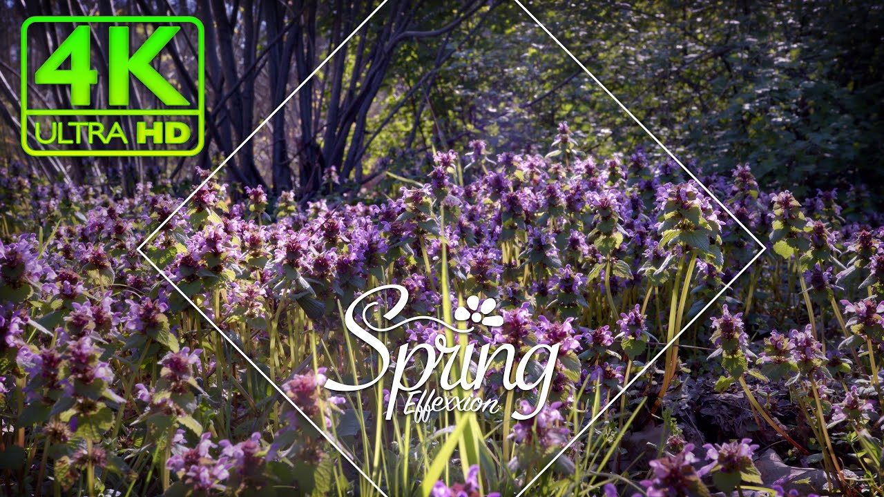SPRING Relaxation Music with a beautiful Flute - Relaxing Nature - YouTube