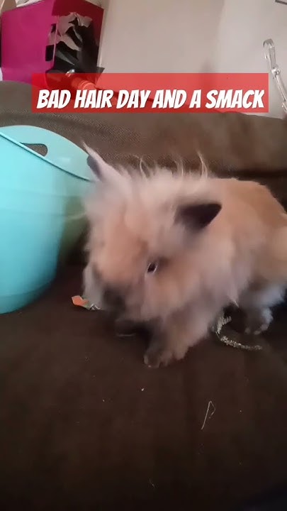 bad hare day - YouTube