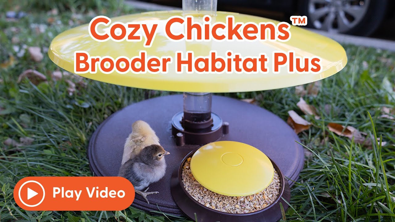 Cozy Chickens™ - Brooder Habitat Plus: Perfect Comfort for Your Chicks ...