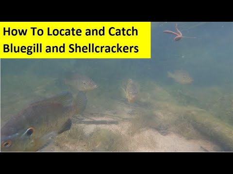 How To Locate and Catch Bluegill and Shellcrackers During the Spawn ...