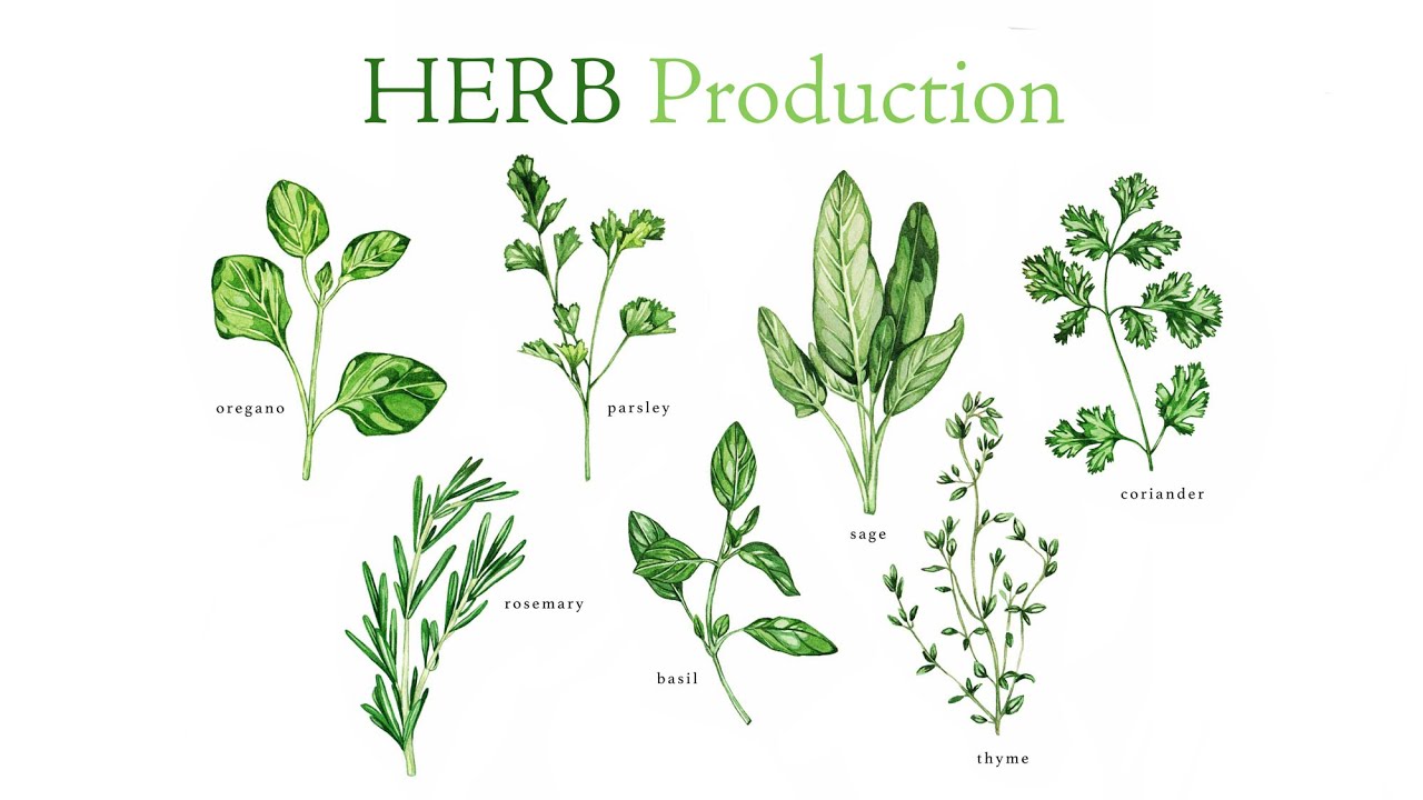 Herb Production - YouTube