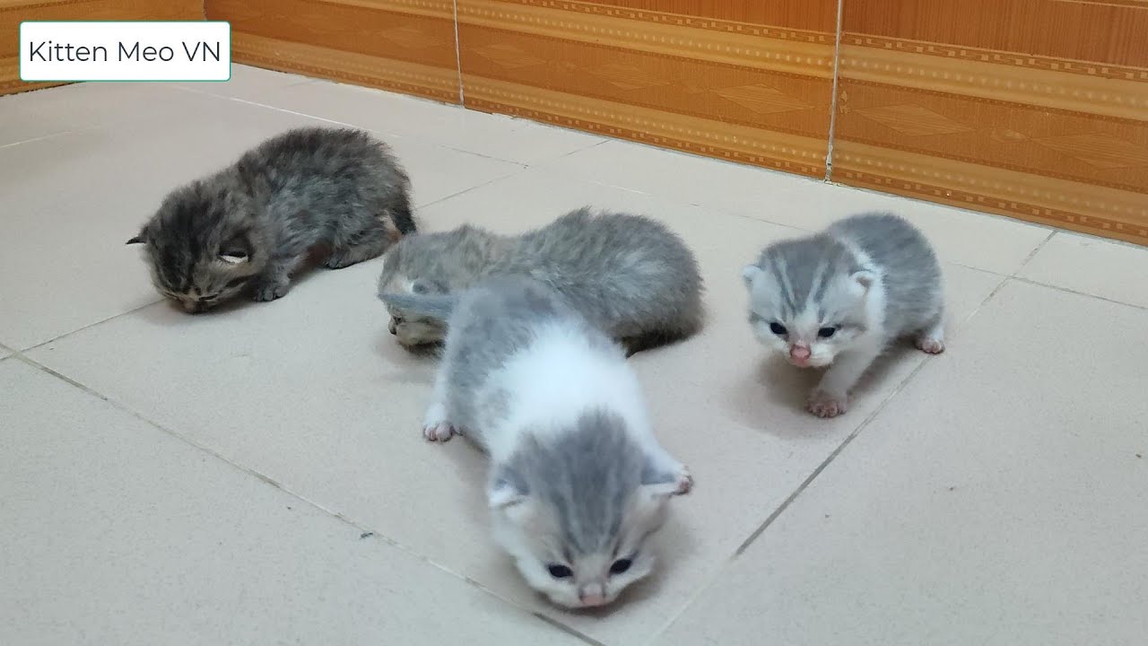 Four kittens keep crawling around on the floor MiMi kittens - YouTube