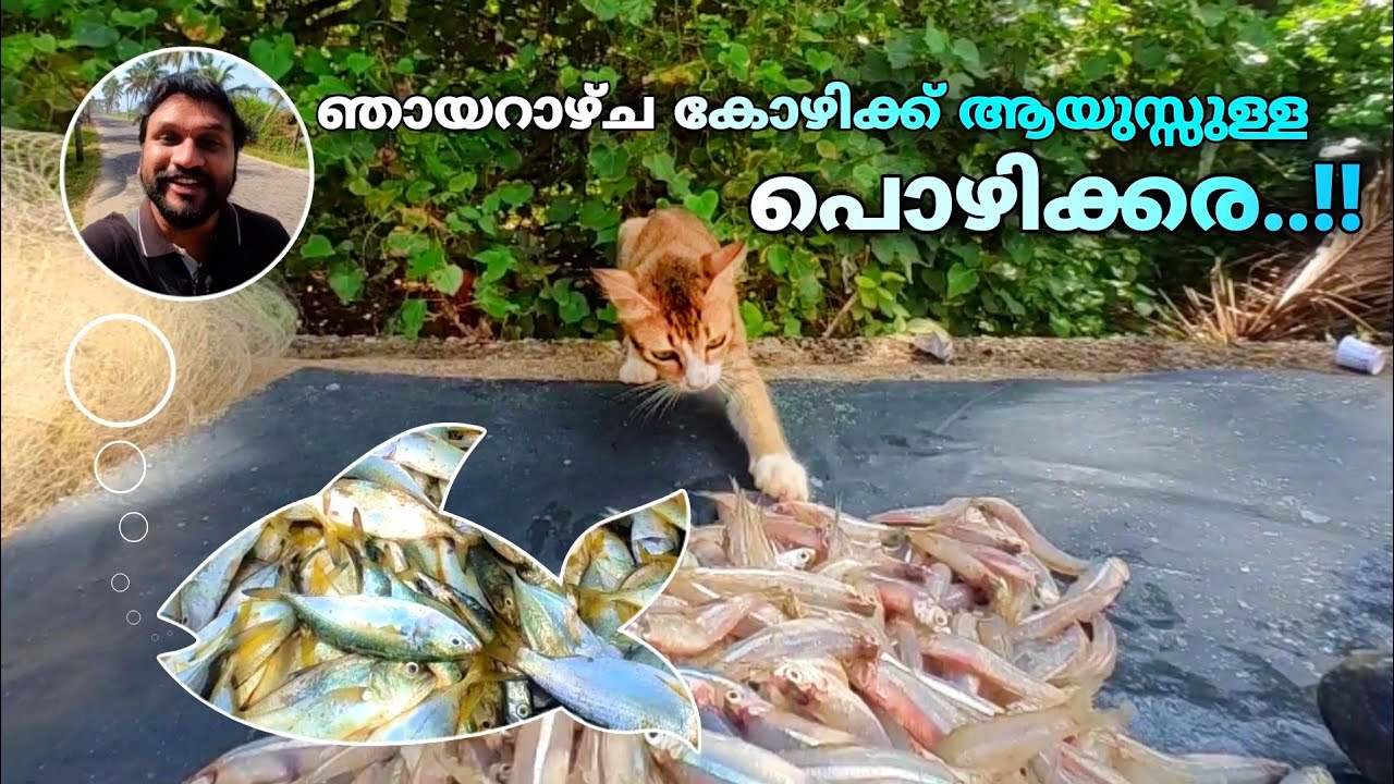 ഇവിടെ ഞായറാഴ്ച കോഴിക്ക് ആയുസ് കൂടും..!! | pozhikkara fish market in ...
