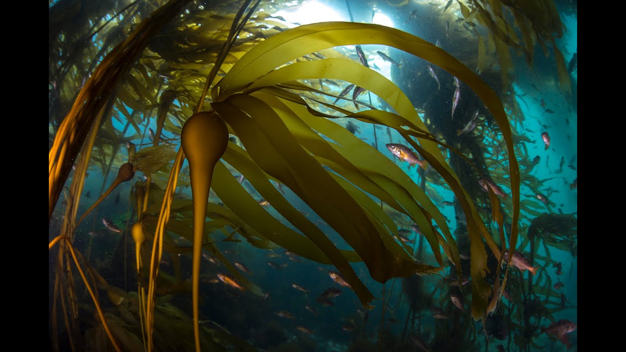 01 Canopy Kelp Intro - YouTube
