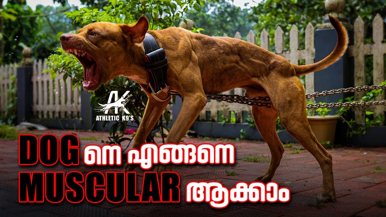 ഈ ചെറിയ കാര്യങ്ങൾ ശ്രെദ്ധിച്ചാൽ മതി | muscle building in dogs ...