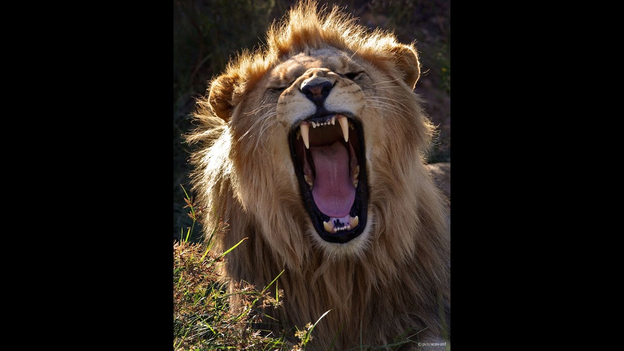 Drone captures LIONS at Game Reserve!!! - YouTube