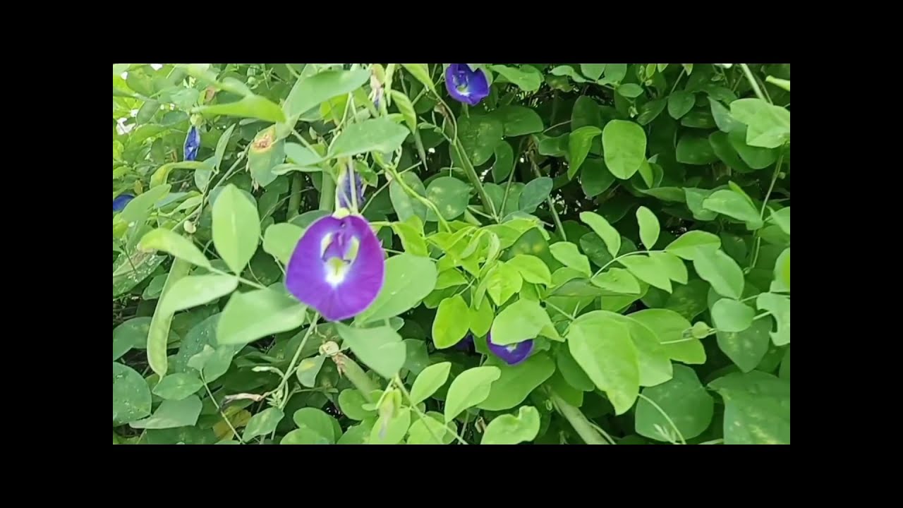 Butterfly Pea (Pukingan) - YouTube