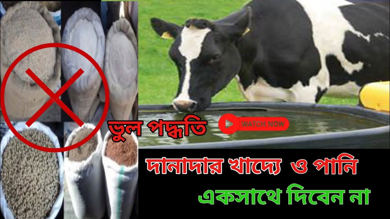 গরুকে দানাদার খাদ্যে খাওয়ানোর সঠিক নিয়ম |The correct rules for ...